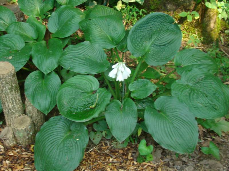 Hostas Blooming