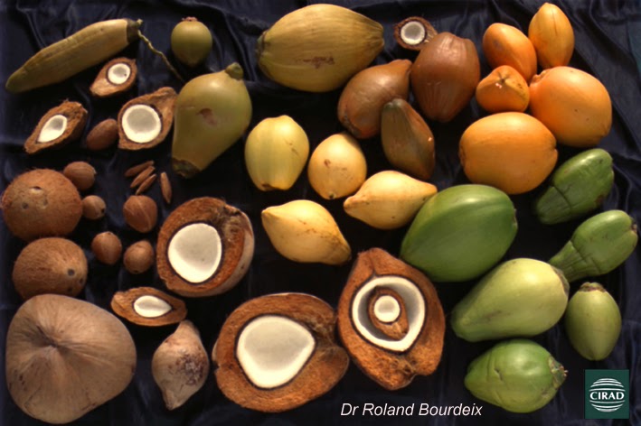 Polymotu: A lesson from ancient (and some contemporary) Polynesians