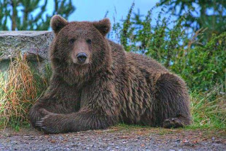 Animalele In Romania