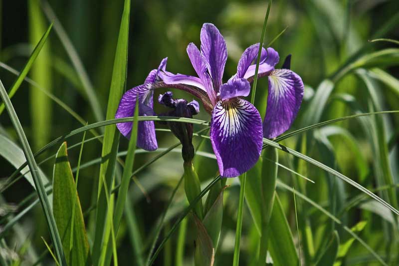 East Gwillimbury CameraGirl: Wild Blue Iris/ Today's Flowers