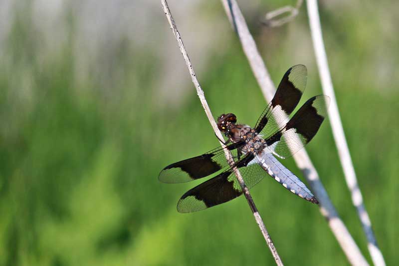 East Gwillimbury CameraGirl: Dragonfly/ Camera Critters