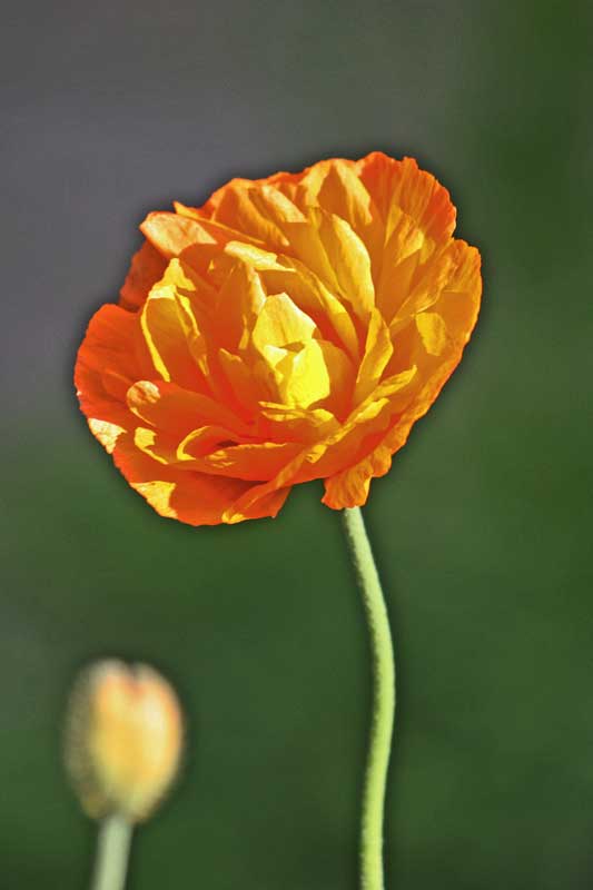 East Gwillimbury CameraGirl: Spanish Poppies/ Today's Flowers