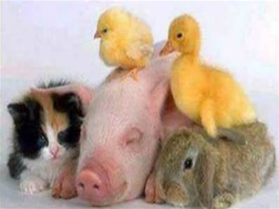 Imágenes de animales tiernos de bebés - Imagui