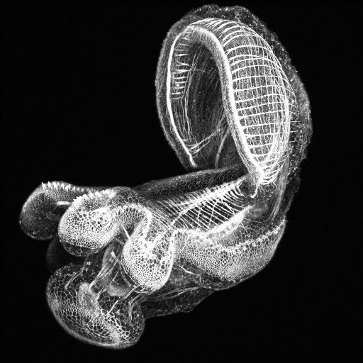 Invertebrate Embryology: Actinotroch of Phoronis vancouverensis