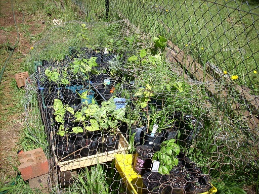 Under the Chestnut tree: preparing beds, fencing and planting