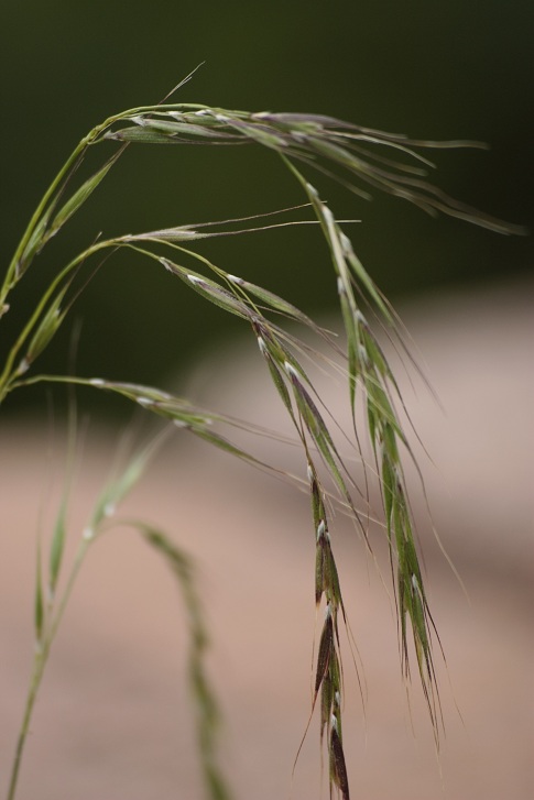 Under the Chestnut tree: Weeping grass, Turkeys and orchards