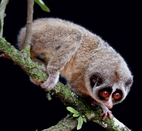 The Clothesline: Horton Plains Slender Loris pictured for first time