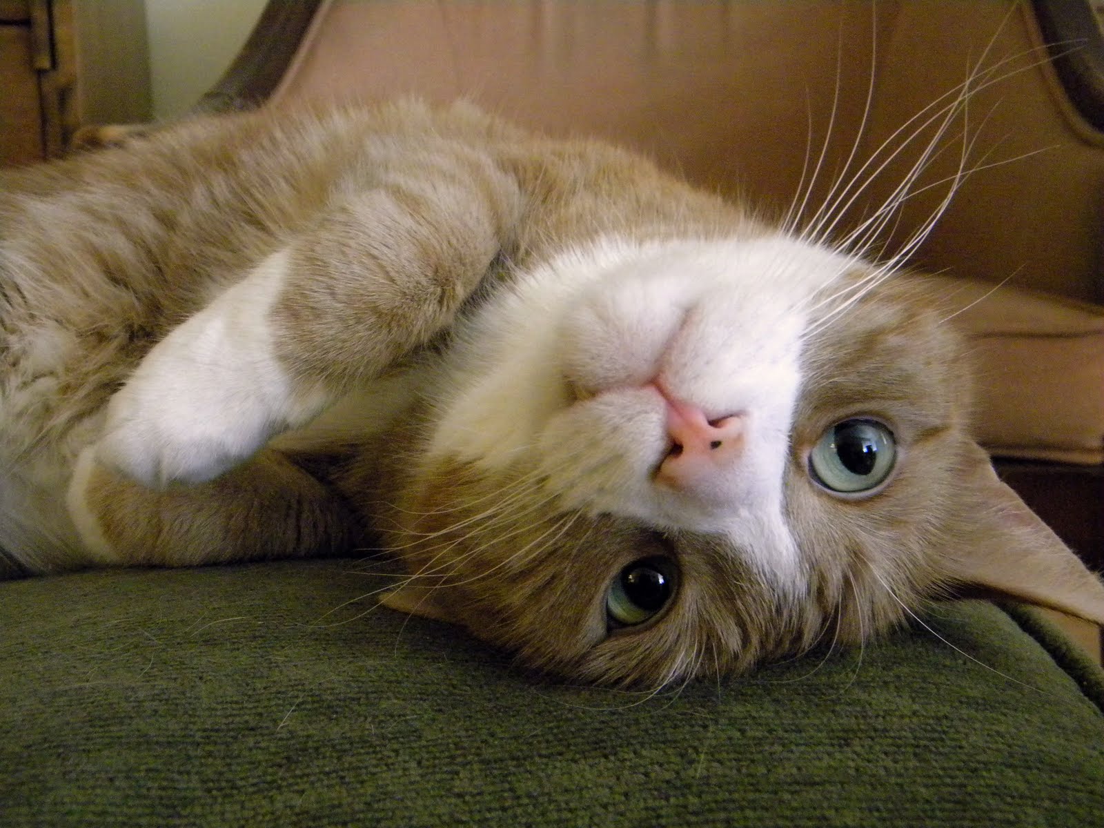 49 HQ Pictures Lentigo Simplex Cats Gums / Show us your Freckled noses ...