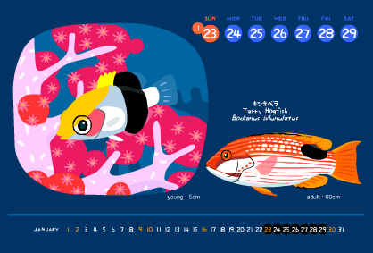 うおろぐ2: 今週の「幼魚図鑑」1/23〜