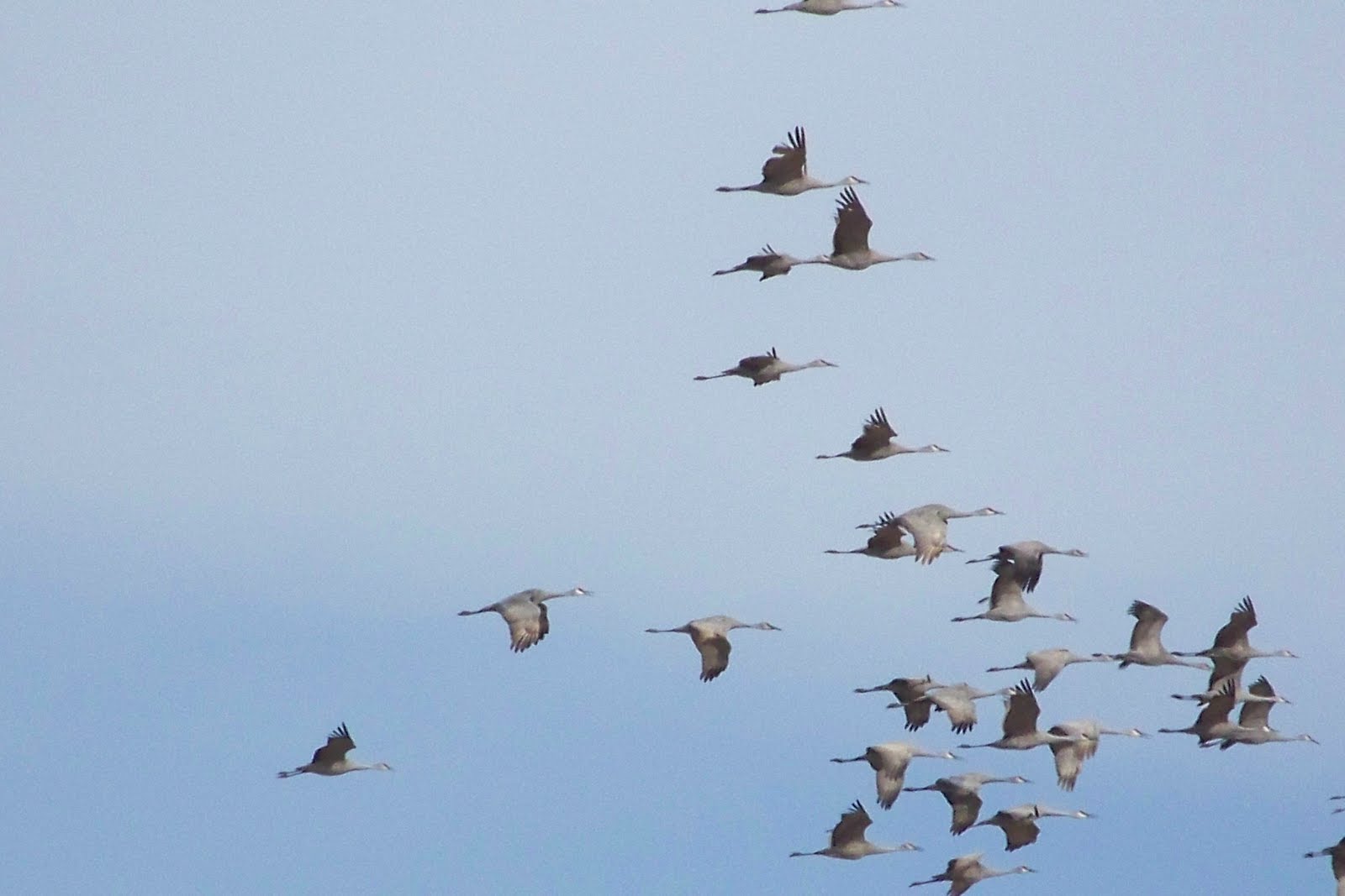 World Bird Sanctuary: Sandhill Crane Migration