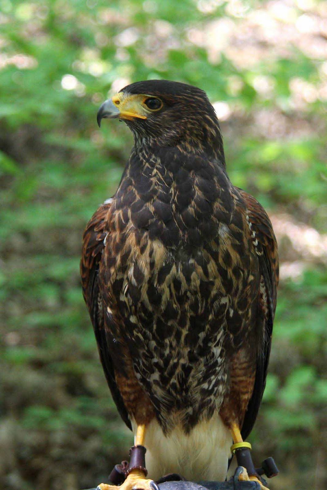 World Bird Sanctuary: Meet Jack!