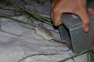 World Bird Sanctuary: Beach Mice