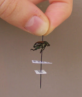 World Bird Sanctuary: How to Make an Insect Collection