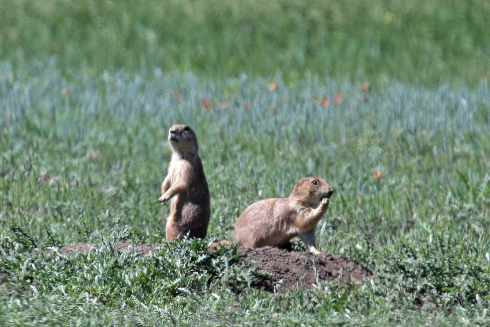 World Bird Sanctuary: Those Amazing Birds