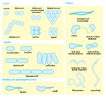 Belajar IPA: Morfologi / Bentuk Bakteri