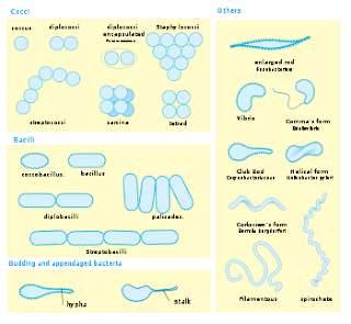 Rangkuman Biologi SMA: Morfologi / Bentuk Kuman