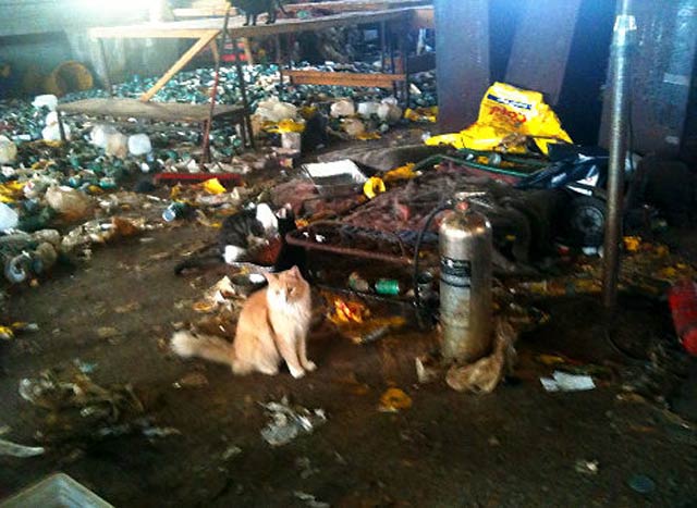 Animal Hoarding News & Info: Cold couple busted for rotting cat corpses ...