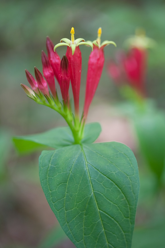Bob's Photos: Indian Pink Flowers