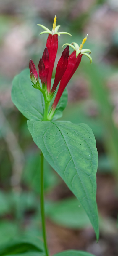 Bob's Photos: Indian Pink Flowers