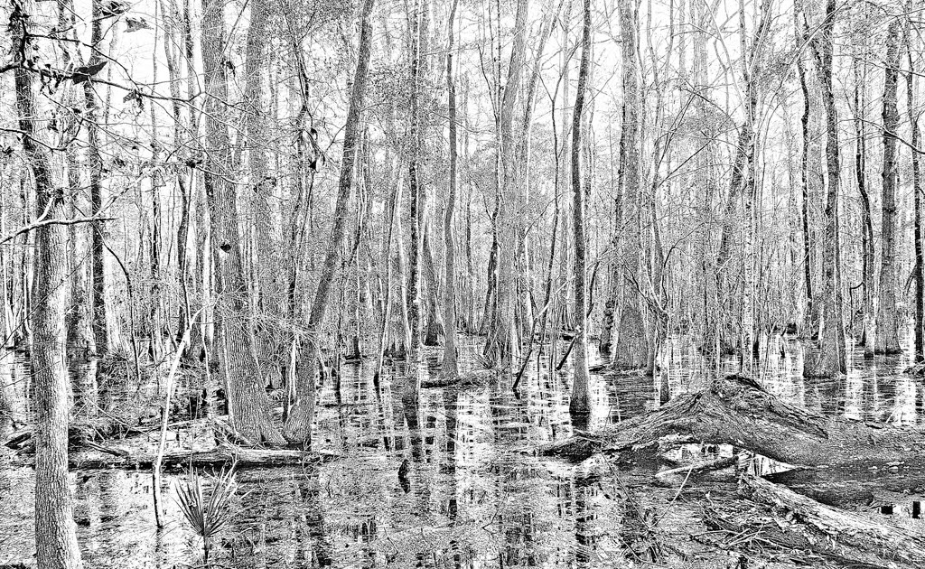 Bob's Photos: Ice on Floodplain Swamp at Wakulla Springs State Park