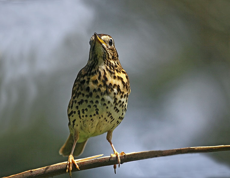 Fanumnaturalis: Tordo Comum (Turdus philomelos)