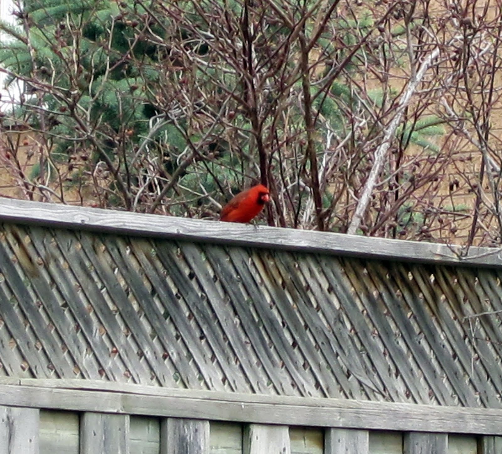 Sense and Simplicity: Cardinals in our Backyard