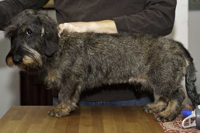 Best Small Boat Dog? - Page 2 - Cruisers & Sailing Forums