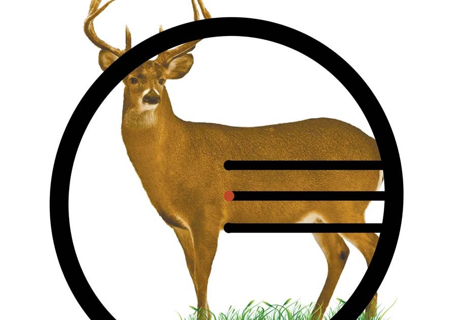 BORN-TO-TRACK BLOG: Dead On! Deer Anatomy and Shot Placement for Bow ...