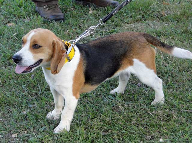 BORN-TO-TRACK BLOG: Just Beagles! The New Scotland Beagle Club SPO Trial