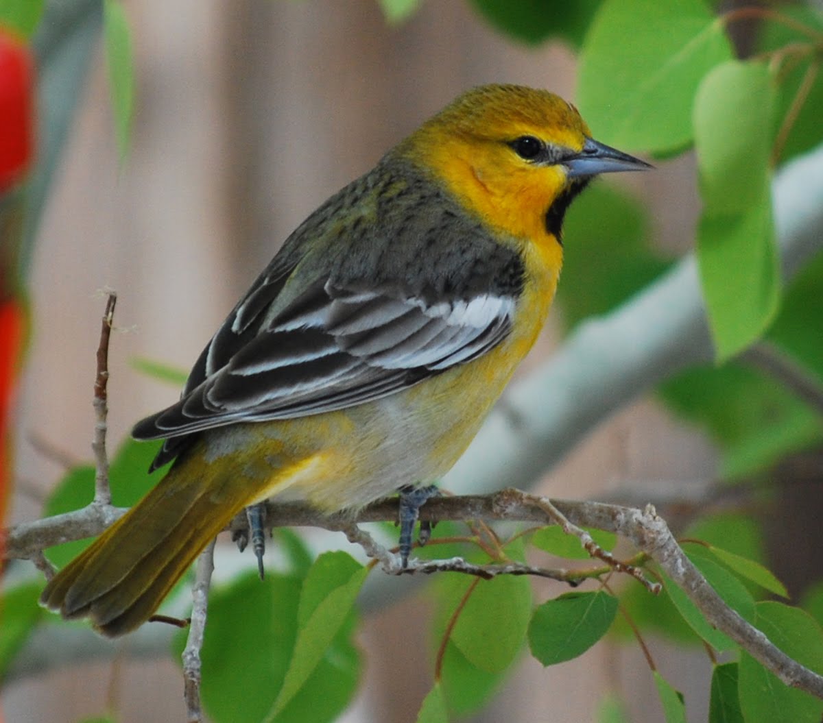 Our Bird Friends: Bullock's Oriole (1st year male)