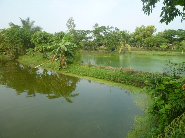 APNAN - Asia Pacific Natural Agriculture Network - : EM cleaned a fish ...