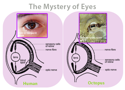 Does the human eye see in pixels? : r/askscience