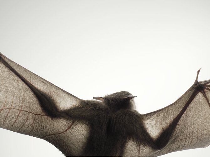 cool image: Animal Photography by Tim Flach