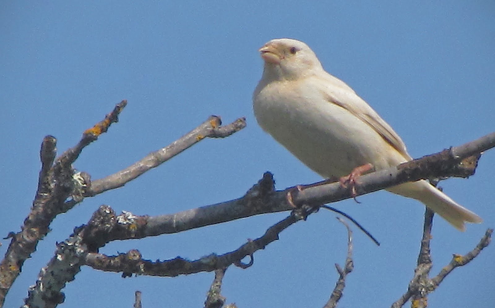 Nature As Is: Albino House Finch
