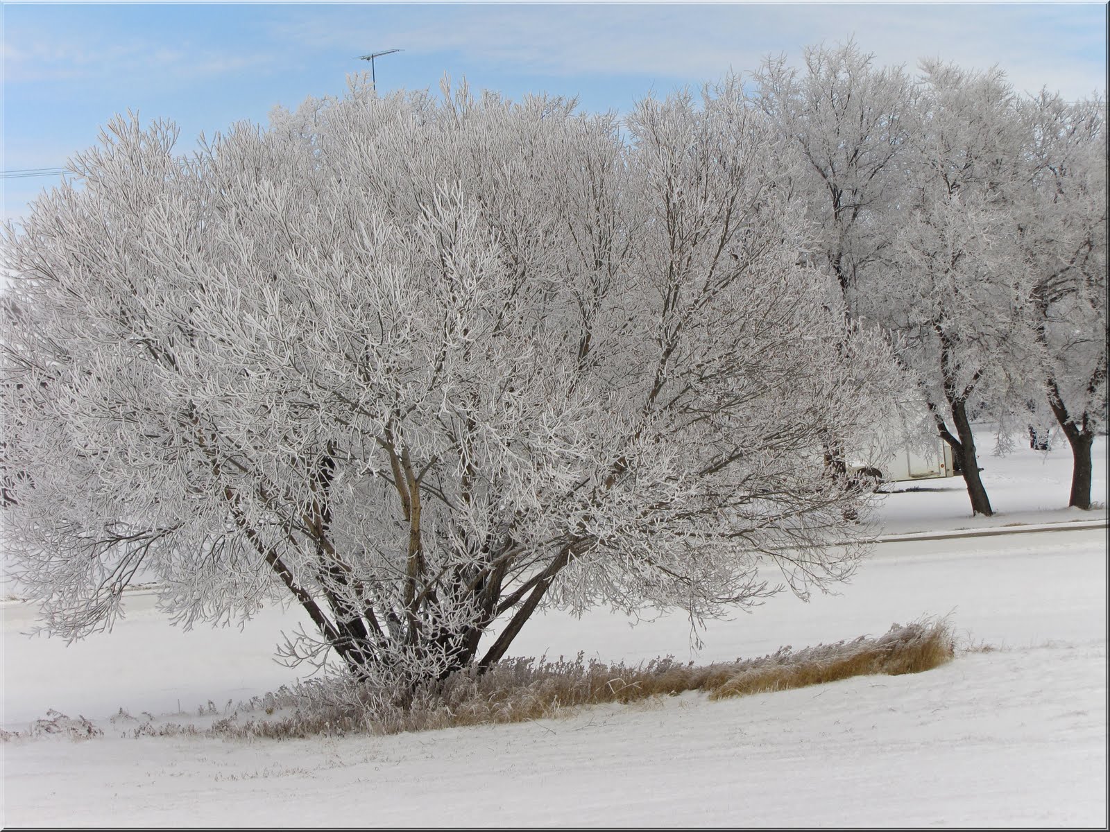 Nature As Is: Hoar Frost So Interesting And Beautiful