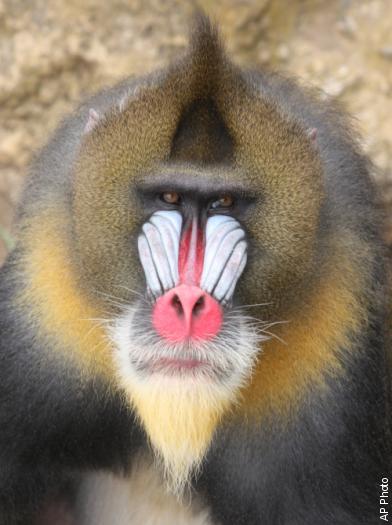 chowmeinsammich: Huge Red Monkey Ass See, Huge Red Monkey Ass Do (over ...