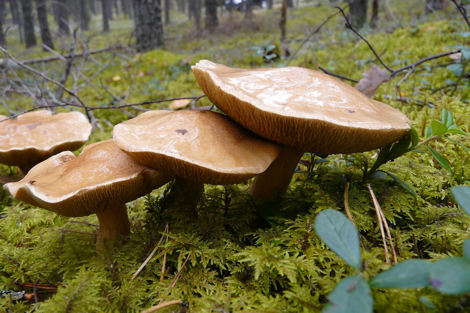 Varstukas: Fotokonkurss "Seened"