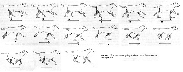 Sequence photography, Cycle dog, Animation reference