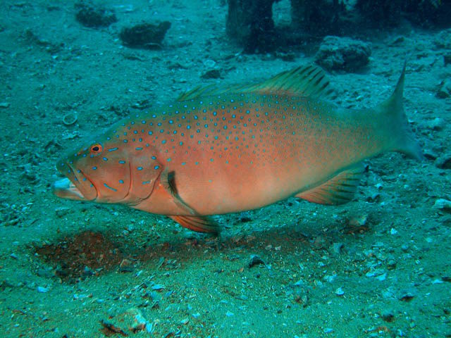 FISHING THE WHITSUNDAYS: CORAL TROUT FISHING AROUND THE WHITSUNDAY'S