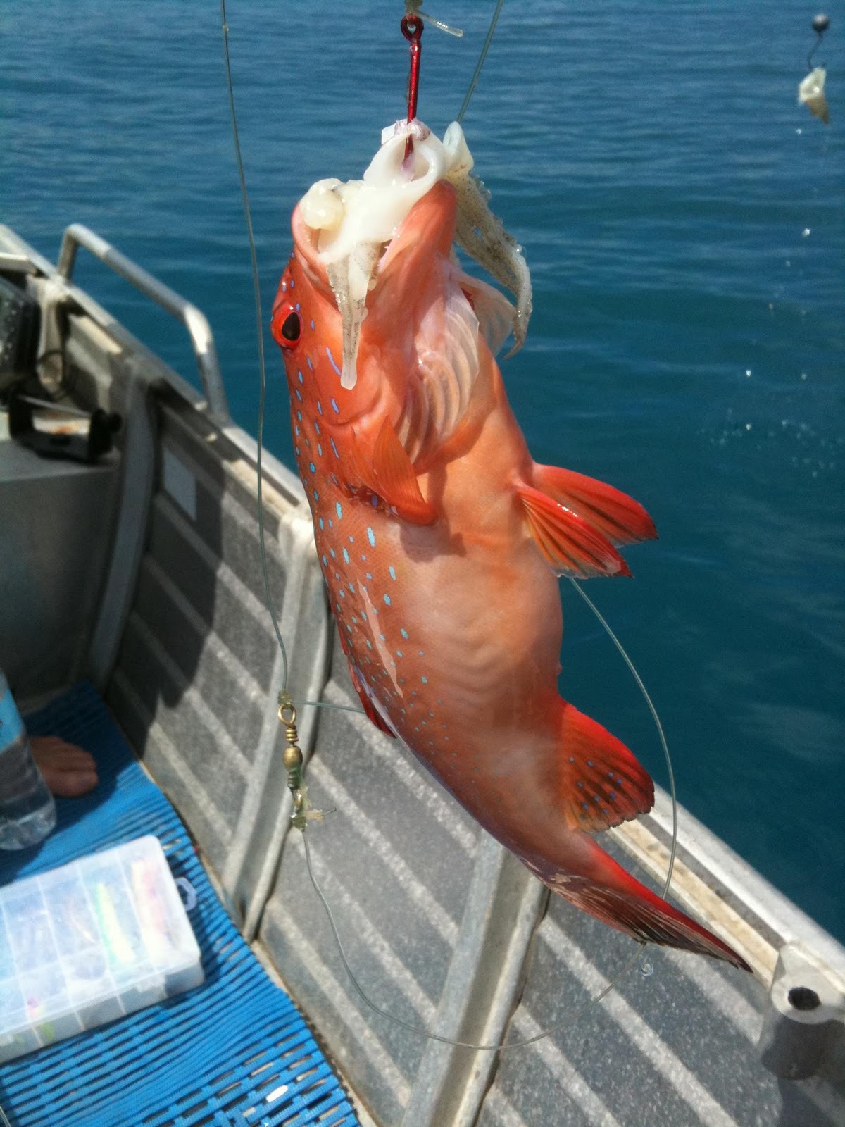 FISHING THE WHITSUNDAYS: FISHING AROUND THE MOLES AND THE DAM