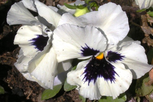 Varenya's garden: The Pansy: curiosities and insights
