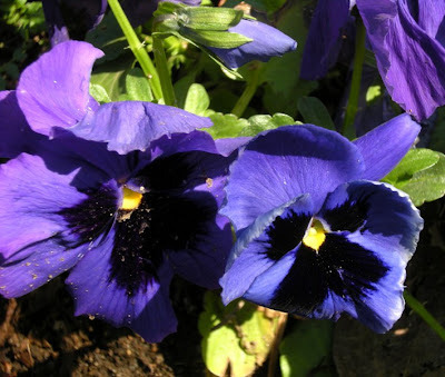 Varenya's garden: The Pansy: curiosities and insights