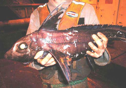 Love Nature Love Life: The Chimaera Fish