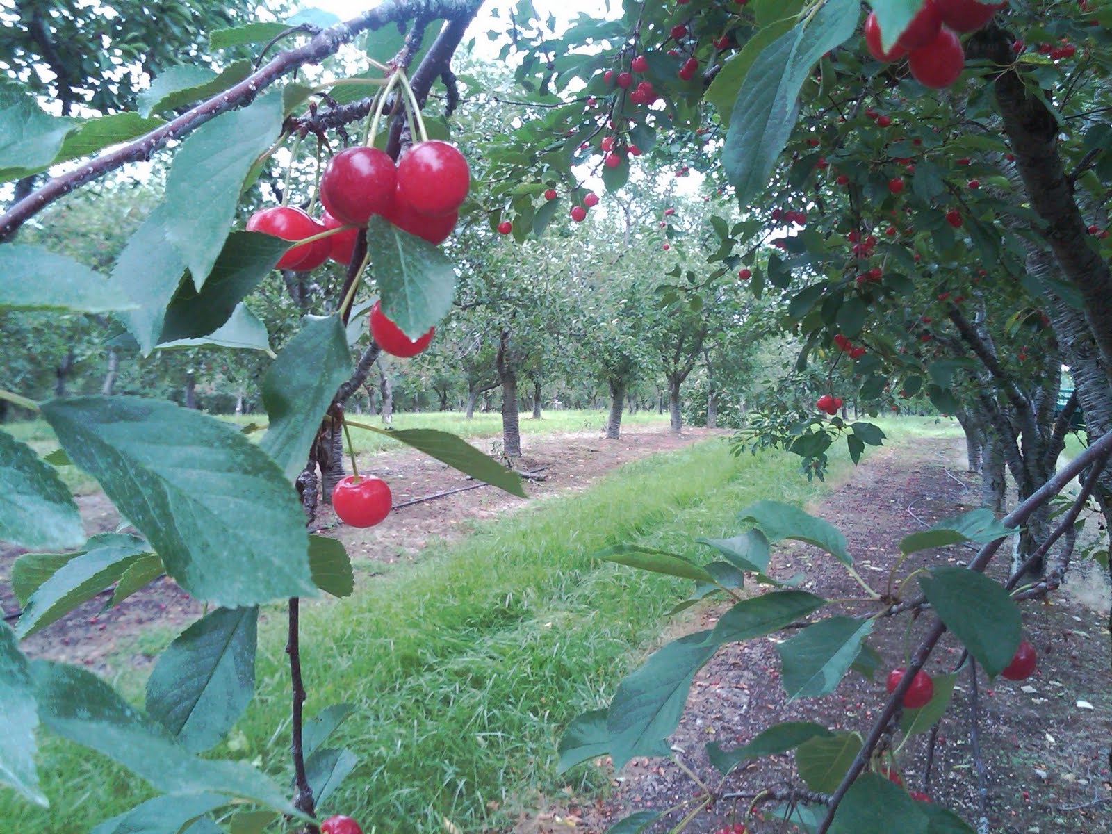 Nutritious Feast: The Elusive Tart Cherry of Northern Michigan