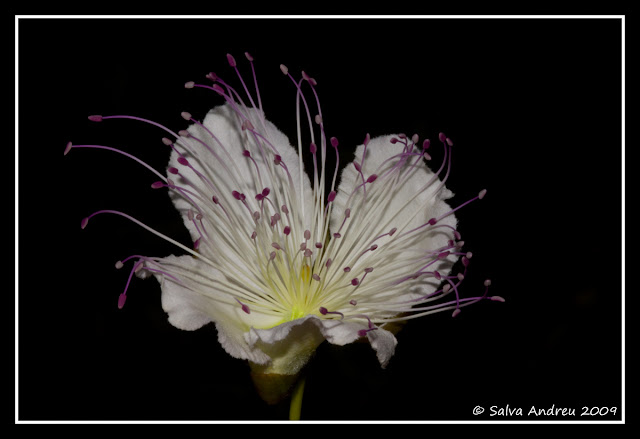 Fotografías de S. Andreu