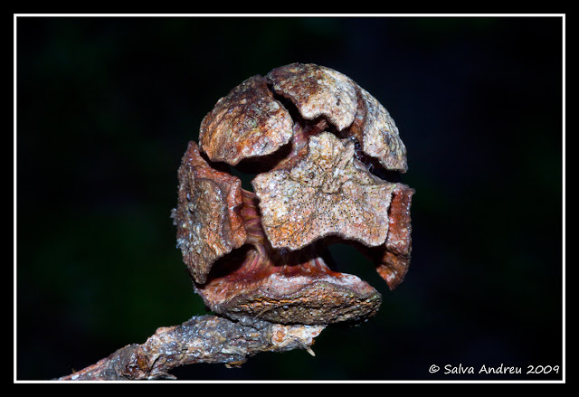 Fotografías de S. Andreu: Fruto del Ciprés (Cupressus)