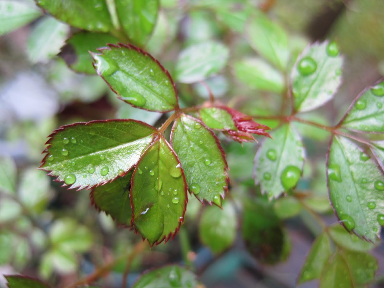 Candyland - Worth1000 Contests