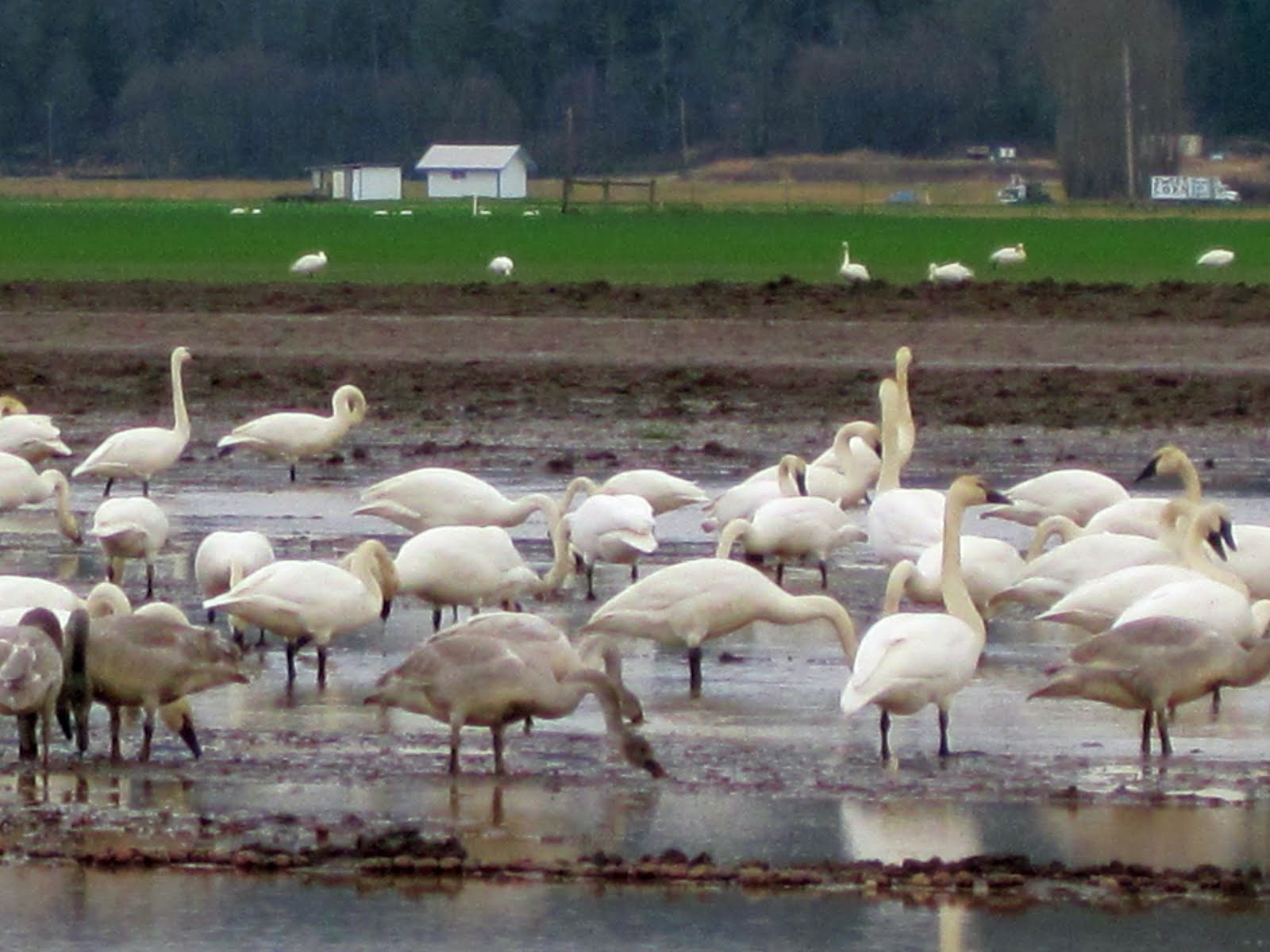 Pieceful Afternoon: Swans
