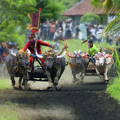 Indonesian tourism information: Bali Buffalo races (Makepung)