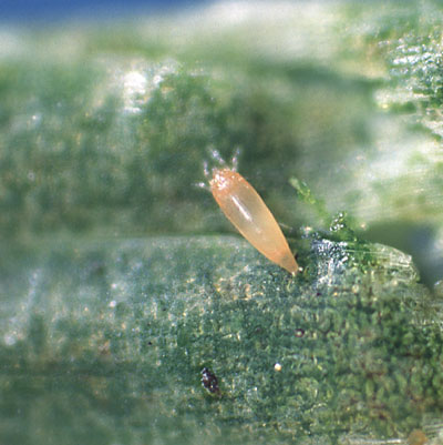 Polymath at Large: Oil down that hedge